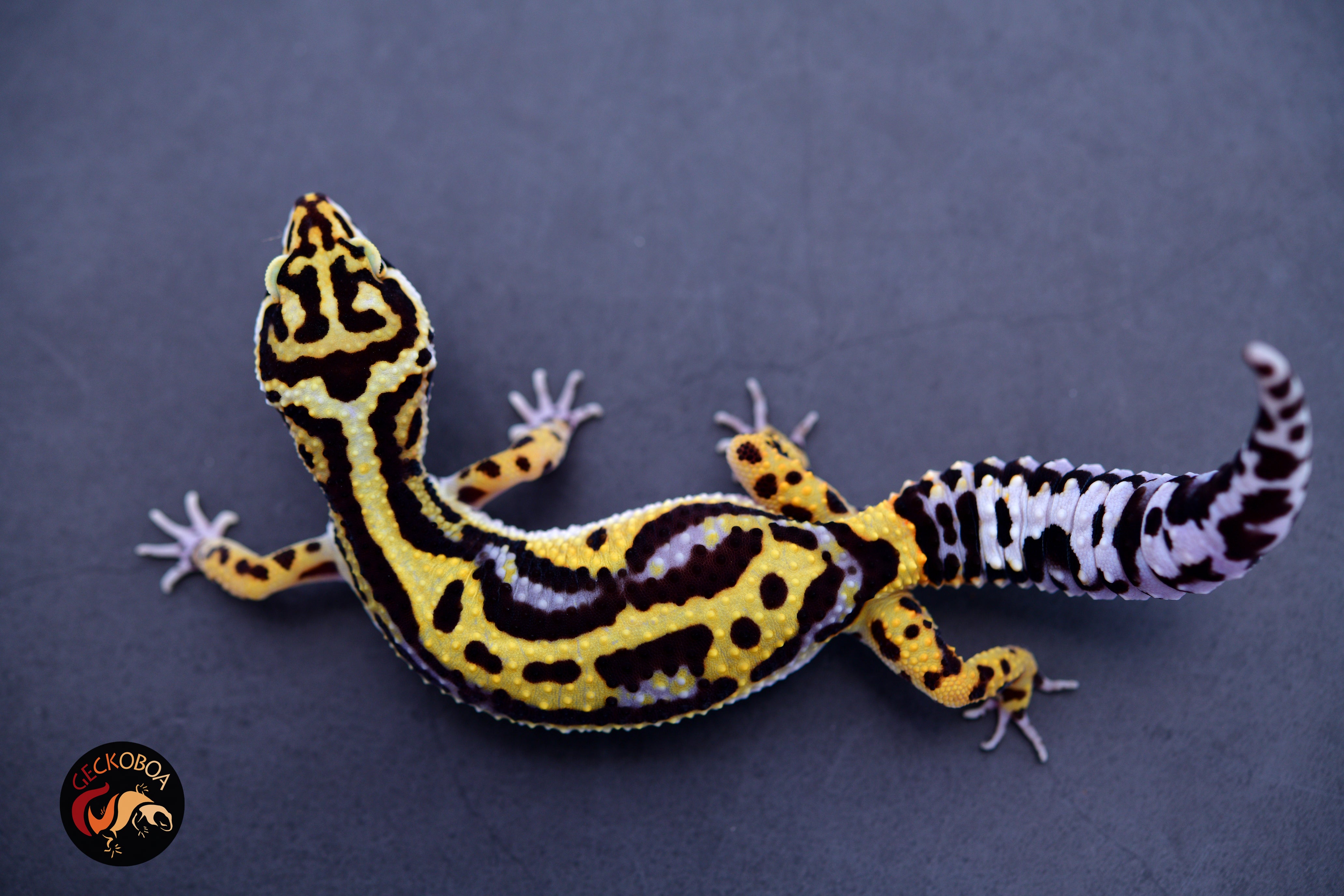 Tangerine bolds and firebolds | Geckoboa